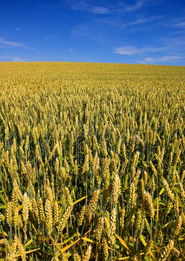 Field of wheat stock photo. Image of farm, grow, europe - 1633852