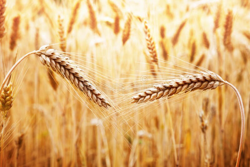 Wheat field stock image. Image of cereal, farm, corn - 28159043