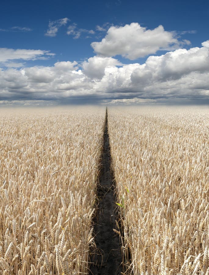 Field of wheat stock photo. Image of growth, cultivate - 27197704