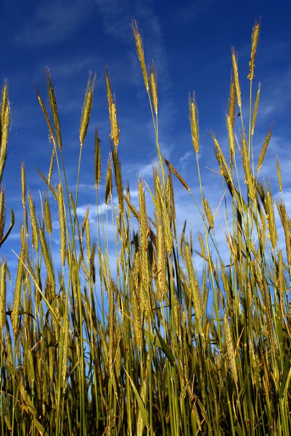 Field With Wheat Picture. Image: 2938561