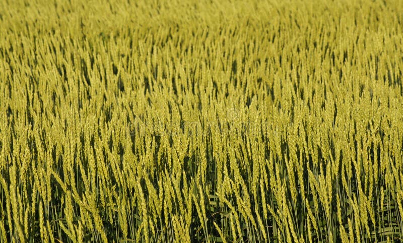 Field of wheat stock image. Image of scenic, crop, food - 35336125