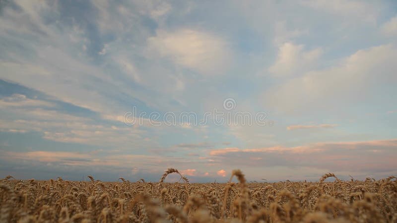 Field of Wheat and Beautiful Sky with Pink Clouds Stock Footage - Video ...