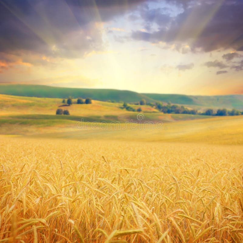 6,300 Sunset Over Wheat Field Photos - Free & Royalty-Free Stock Photos ...