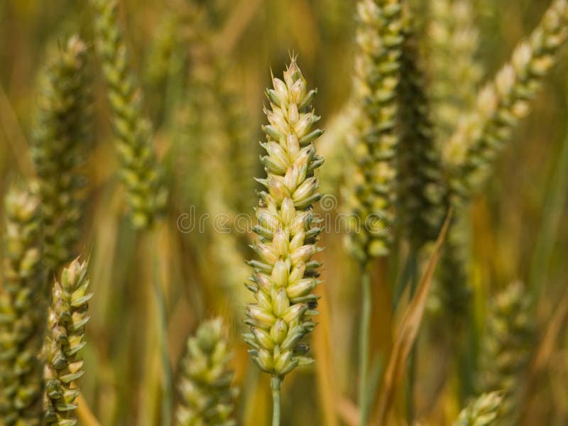 Field of wheat - close up stock image. Image of farming - 7293279