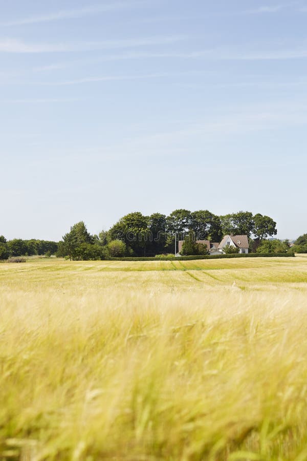 Field of wheat stock image. Image of nature, farm, color - 40912473