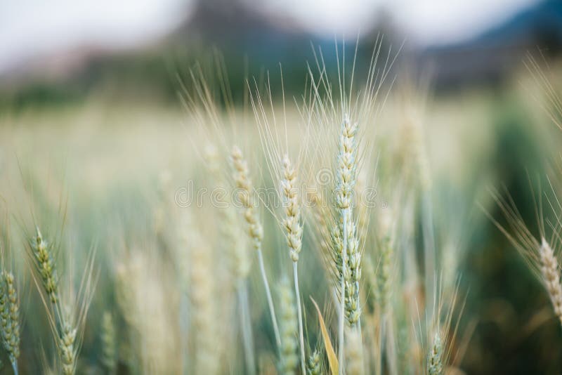 Field of wheat farm stock image. Image of scene, golden - 167784585