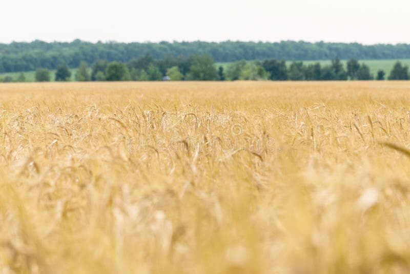 Field with wheat stock image. Image of crop, beauty - 124563887