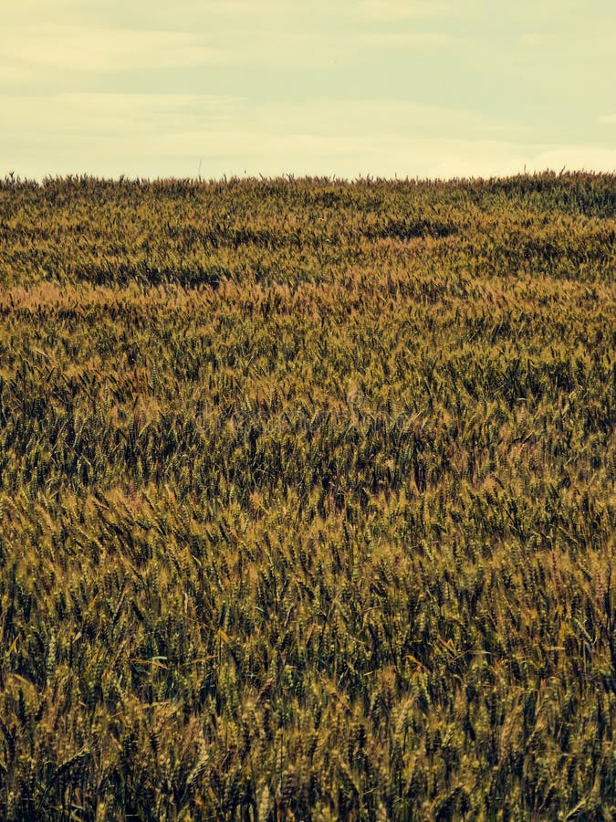 Field of Wheat Fields in a Walk at Noon. Stock Image - Image of wheat ...
