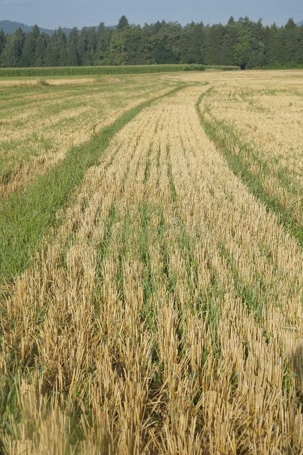 Field of wheat stock photo. Image of harvesting, seed - 95826394