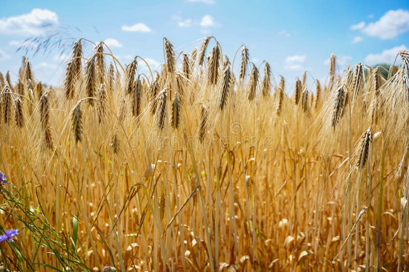 Field of Wheat. Golden Wheat Field. Ripe Wheat Grains on the Field ...