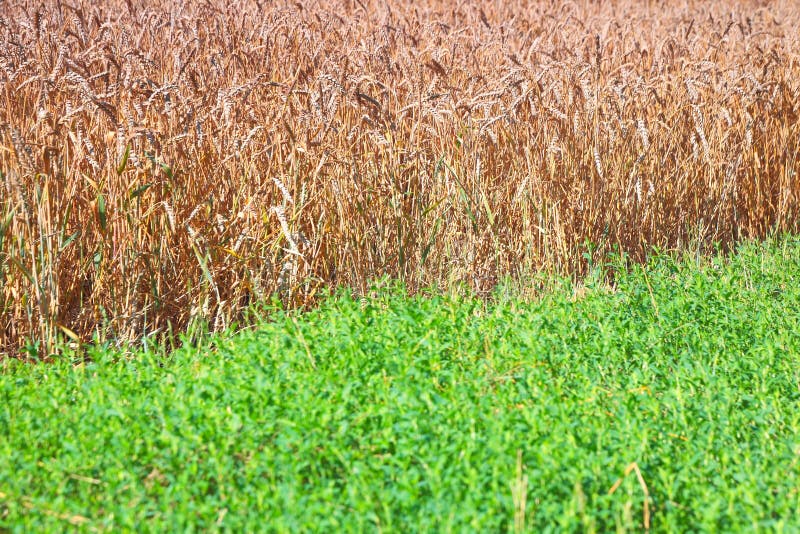 Field of Wheat and Green Grass Stock Photo - Image of land, meadow ...