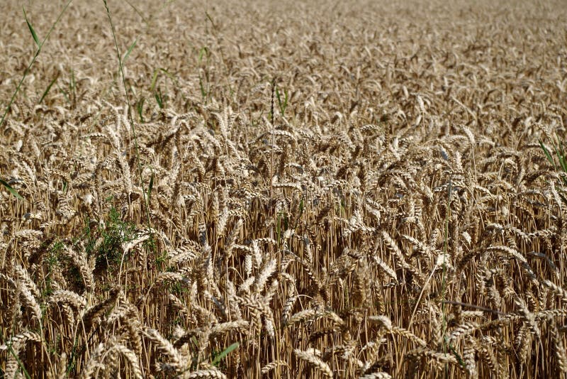 Field of Wheat before Harvest Stock Photo - Image of crop, agriculture ...