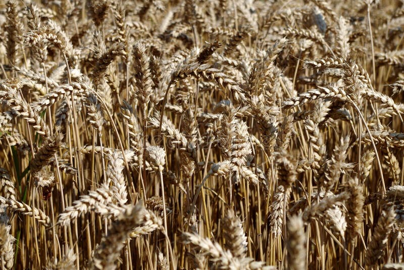 Field of Wheat before Harvest Stock Photo - Image of harvest, wheat ...