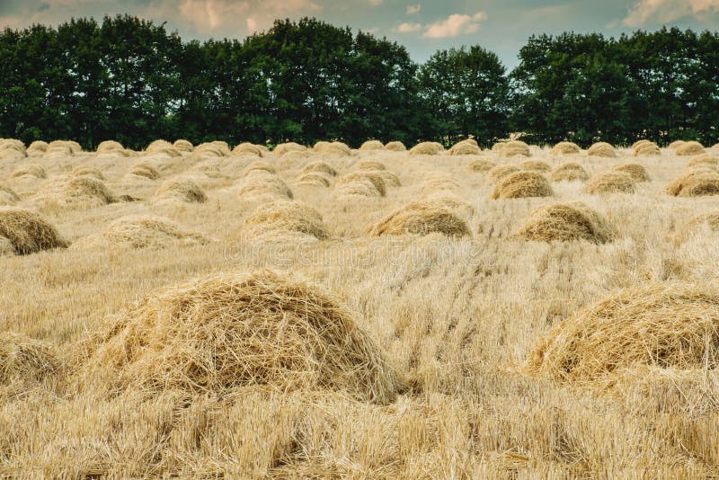 Field of Wheat after Harvesting Stock Photo - Image of summer, food ...