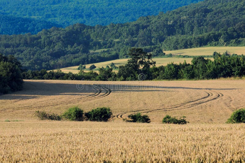 Field of wheat in June stock photo. Image of harvest - 222660474
