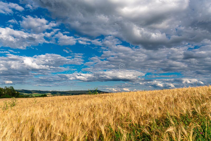 Field of Wheat, the Land of Bavaria. Stock Image - Image of autumn ...