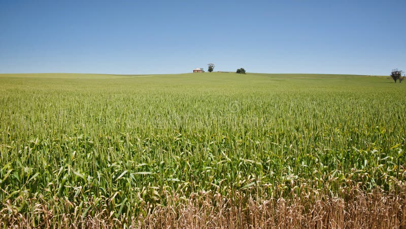 Field of wheat landscape stock image. Image of countryside - 15571831