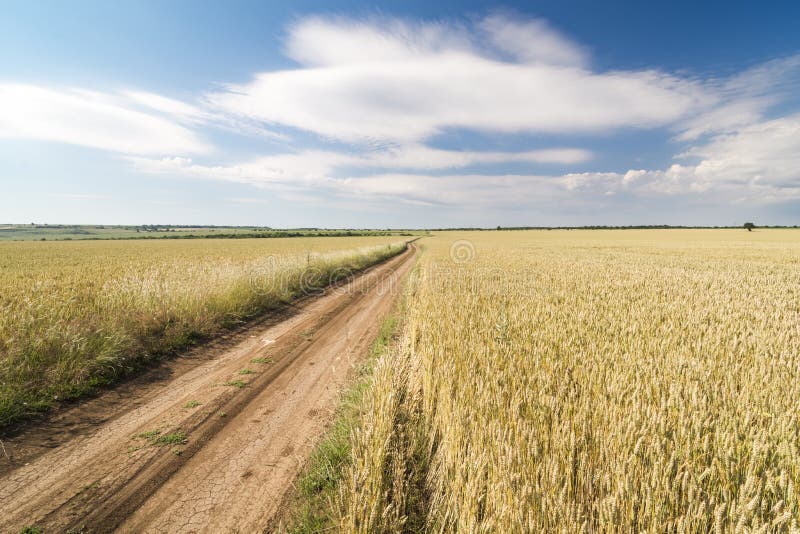 Panorama Of A Wheat Field Landscape With Path Stock Image - Image of ...