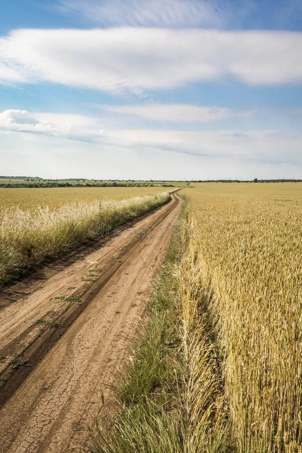 Field of Wheat Landscape with Curved Path Stock Photo - Image of golden ...