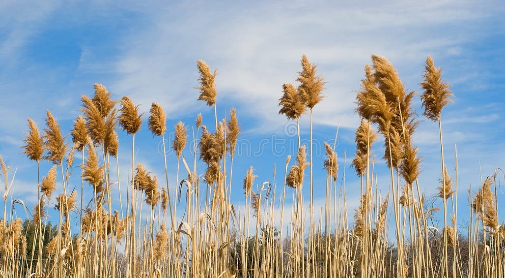 1,073 Golden Tall Wheat Field Stock Photos - Free & Royalty-Free Stock ...
