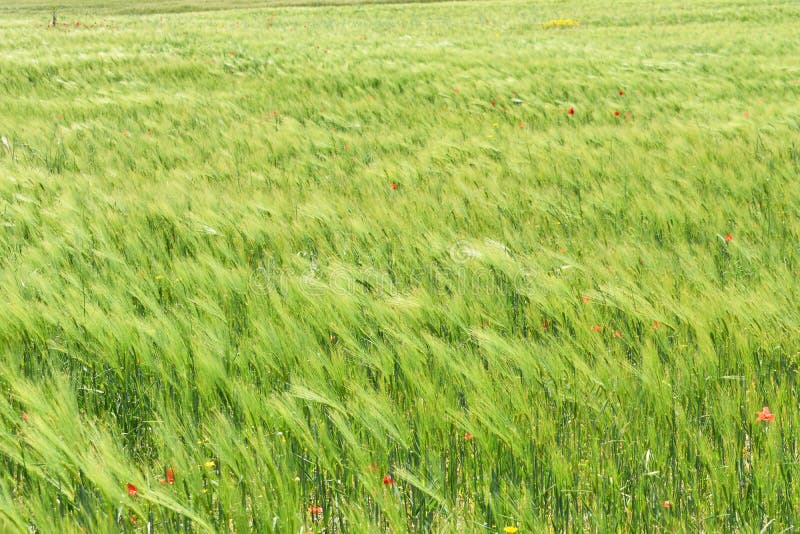 Field of wheat spig stock image. Image of crop, farm - 91996767