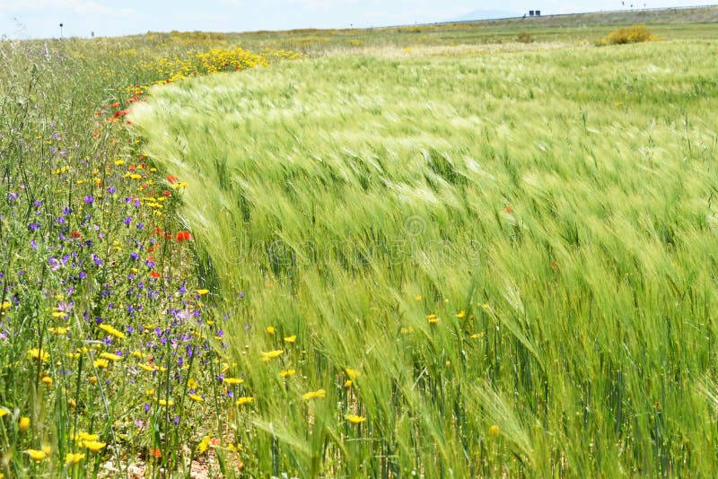 Field of wheat spig stock photo. Image of grain, environment - 91996770