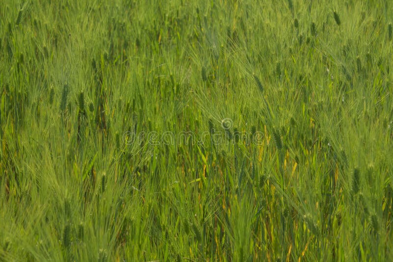 Field of wheat in spring stock image. Image of fresh - 116879049