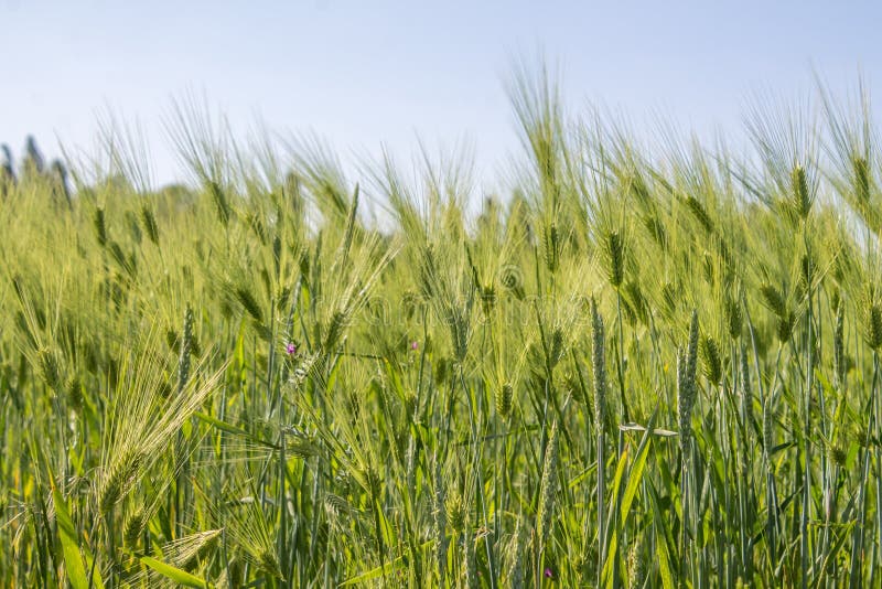 Field of wheat in spring stock photo. Image of immature - 116879064