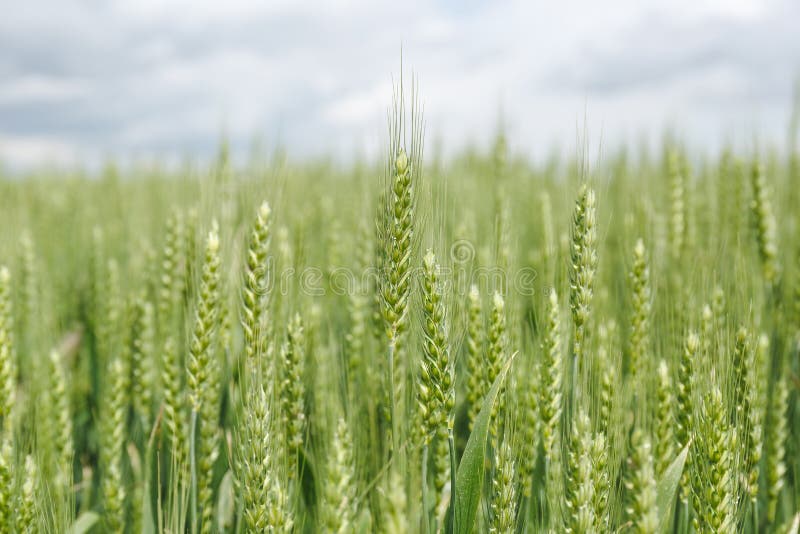 Field of wheat in spring stock image. Image of health - 71446727