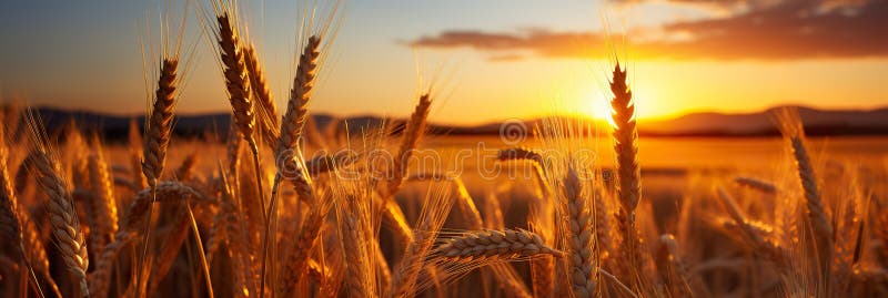 A Field of Wheat with the Sun Setting in the Background. Generative AI ...