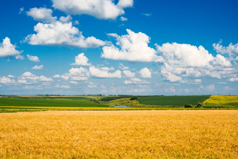 Field with wheat stock photo. Image of seed, farm, ripe - 136188898