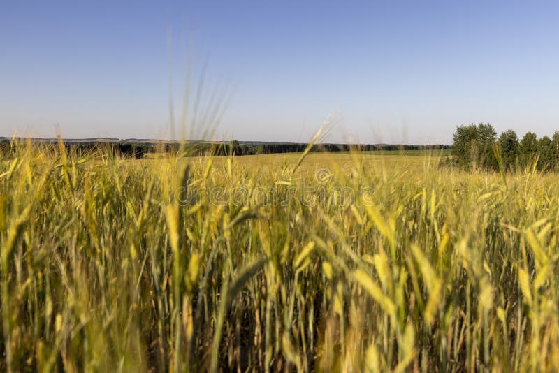 Field with a Wheat at Sunset, a Field with Cereals and Stock Image ...