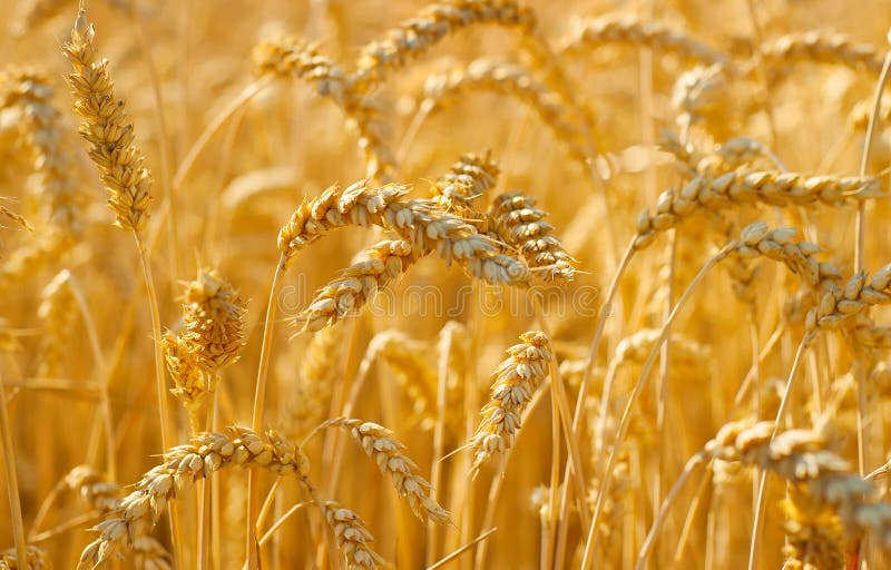 Wheat Field Crop. Background Stock Photo - Image of cereal, farming ...