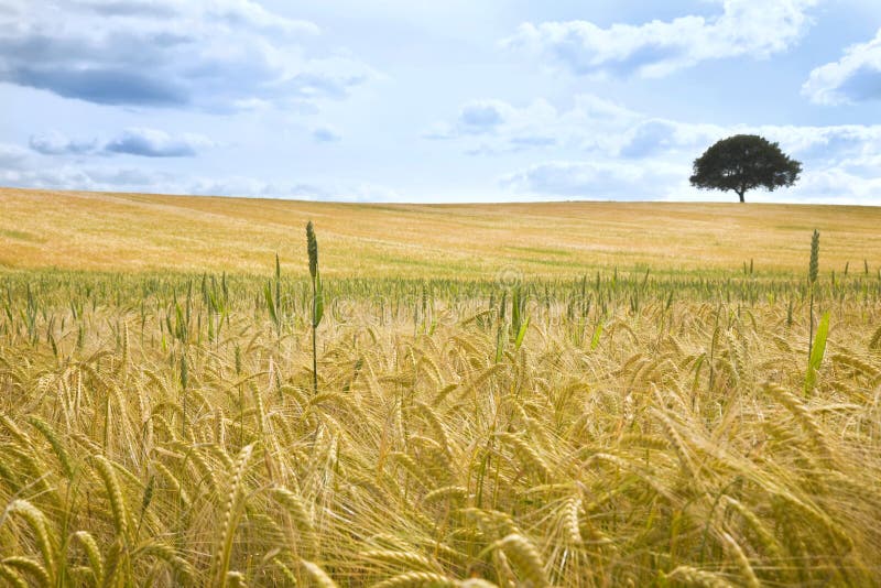 Field of Wheat and Tree on the Horizon Stock Photo - Image of country ...