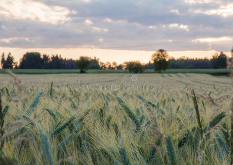 A Field of Wheat with Trees in the Background and Clouds in the Sky ...