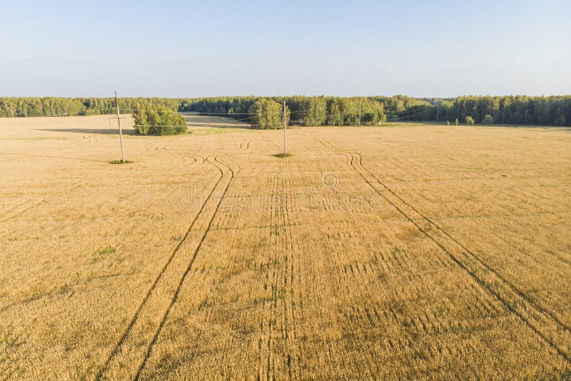 A Field of Wheat in Ukraine Photographed from a Drone Stock Image ...