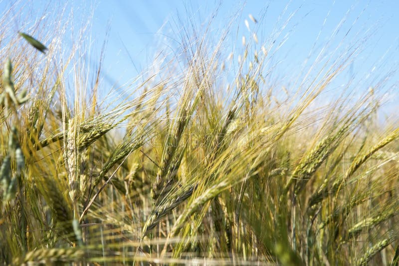 Field of Wheat Under Azure Sky Stock Photo - Image of sunny, barley ...