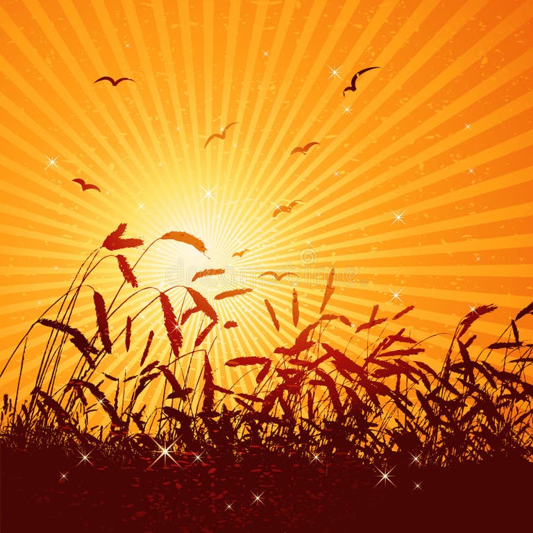 Corn Field Sunset Stock Illustrations – 7,980 Corn Field Sunset Stock ...