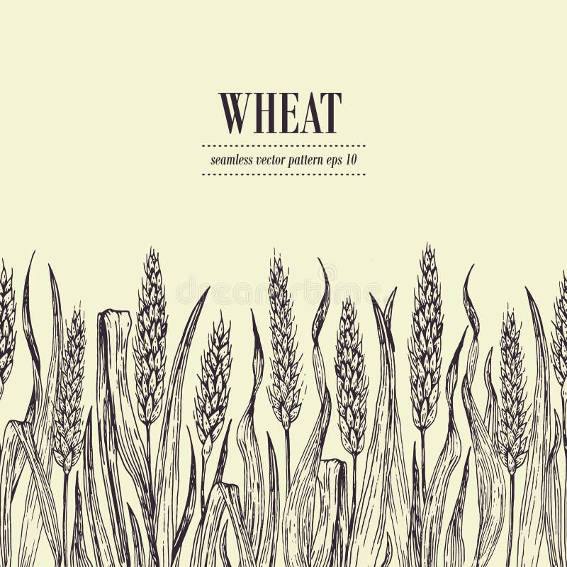 Field of Wheat Vector Seamless Pattern. Vintage Hand Drawn Illustration ...