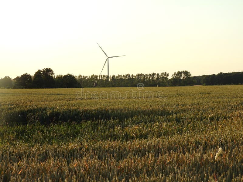 Field stock image. Image of wheat, windmill, nature, field - 61864747