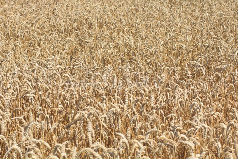 Field of wheat stock image. Image of group, cutting, horizontal - 33257595
