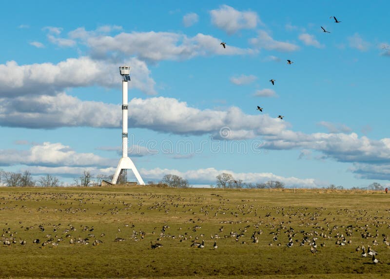 A Field Where Geese Rest, White Communication Tower in the Middle of ...