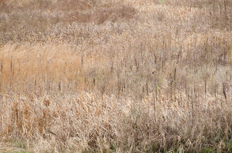 Field Where Grass is Dead in Winter Stock Photo - Image of winter ...