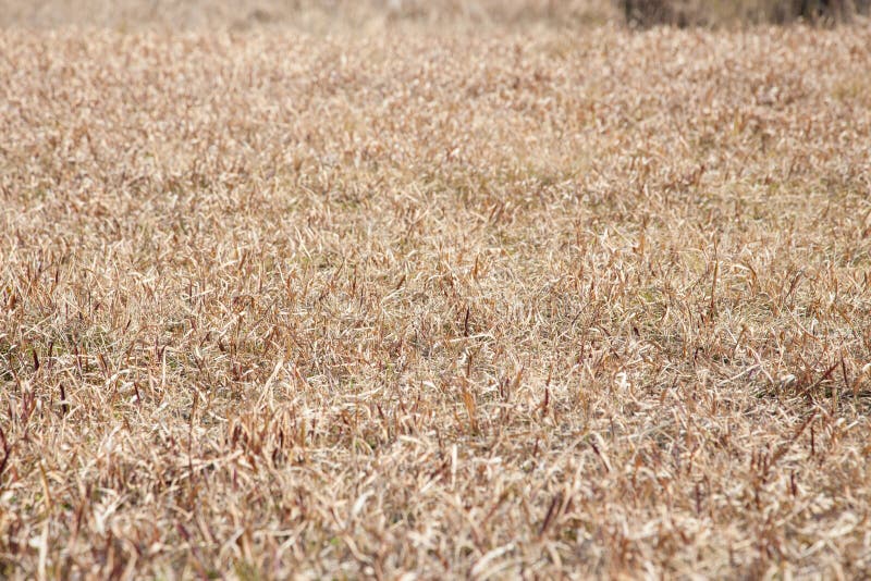 Dead and Alive stock photo. Image of nature, alive, field - 894070