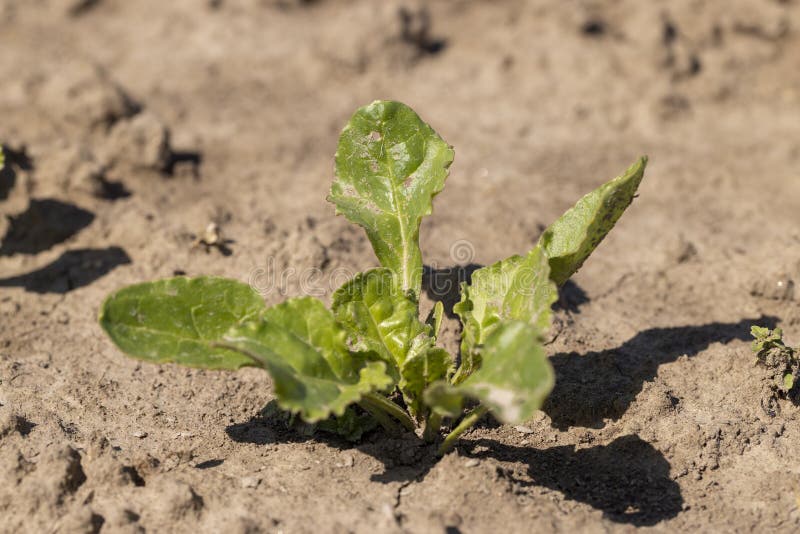 A Field with White Beetroot for the Production of White Beet Sugar ...