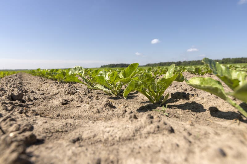 A Field with White Beetroot for the Production of White Beet Sugar ...