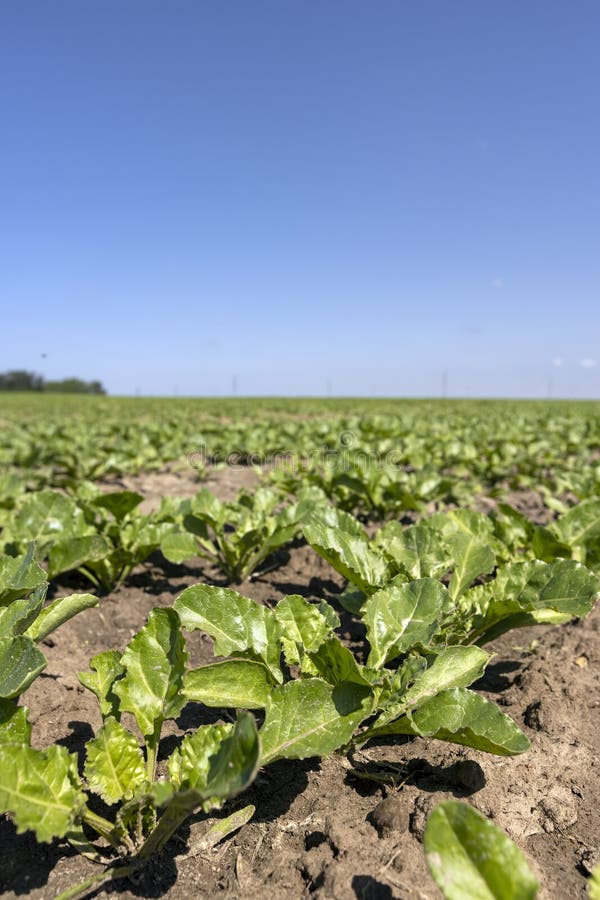 A Field with White Beetroot for the Production of White Beet Sugar ...
