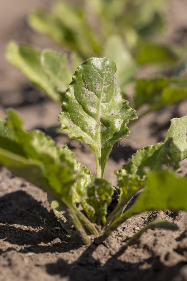 A Field with White Beetroot for the Production of White Beet Sugar ...