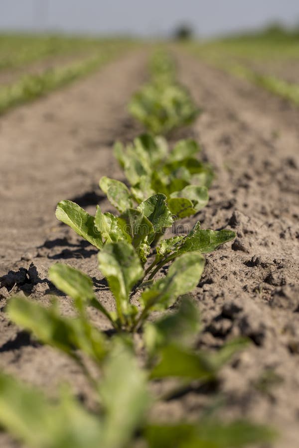 A Field with White Beetroot for the Production of White Beet Sugar ...