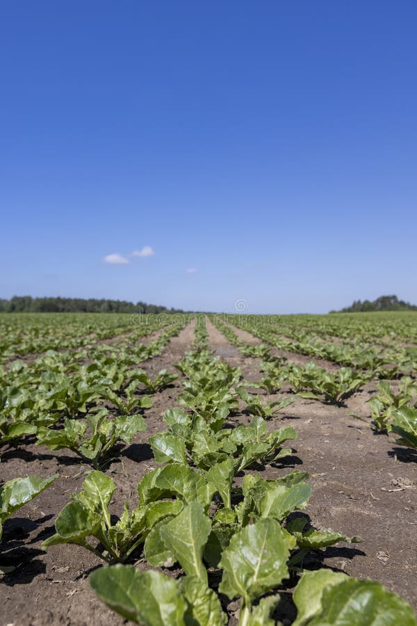 A Field with White Beetroot for the Production of White Beet Sugar ...
